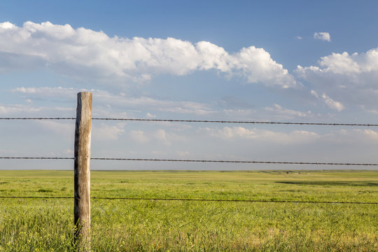 Barbed Wire Fence Cattle