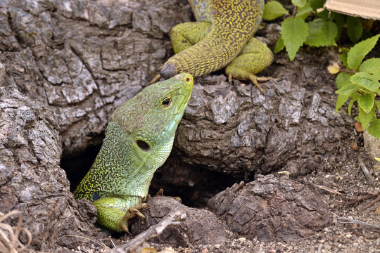 Asomado-Bilder: Stock-Fotos & -Videos. | Adobe Stock