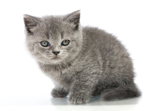 Kleine Katze"」の画像 - 922 件の Stock 写真、ベクターおよびビデオ | Adobe Stock