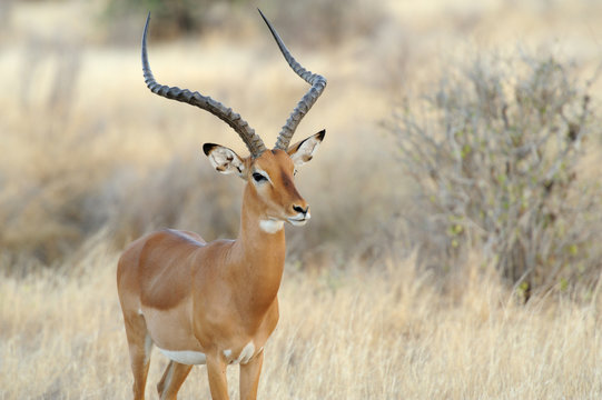 รูปภาพRooibok – เลือกดูภาพถ่ายสต็อก เวกเตอร์ และวิดีโอ59,687 | Adobe Stock