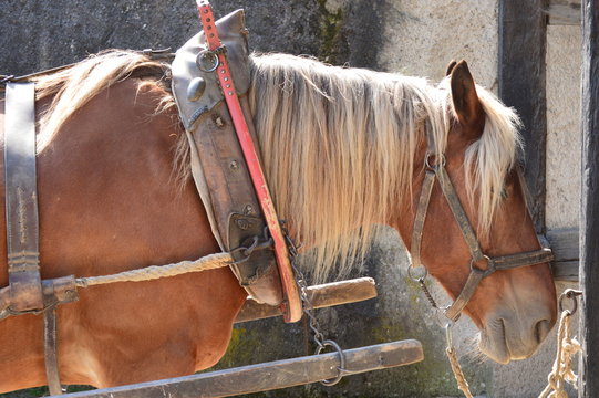 Imagens de Zugpferd – Explore Fotografias do Stock, Vetores e Vídeos de ...