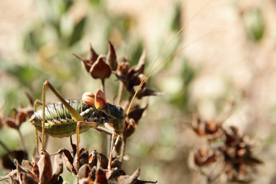 รูปภาพHemimetaboly – เลือกดูภาพถ่ายสต็อก เวกเตอร์ และวิดีโอ114 | Adobe ...