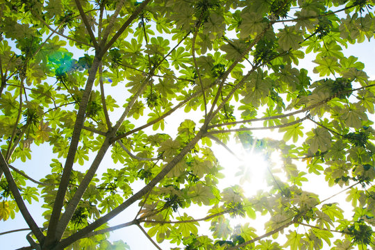 Yagruma Images – Browse 3 Stock Photos, Vectors, and Video | Adobe Stock