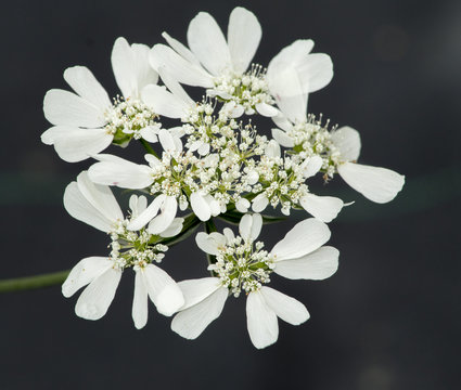 Orlaya Images – Browse 53 Stock Photos, Vectors, and Video | Adobe Stock