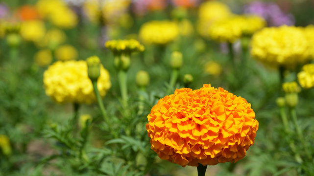 Tagette Images – Browse 64 Stock Photos, Vectors, and Video | Adobe Stock