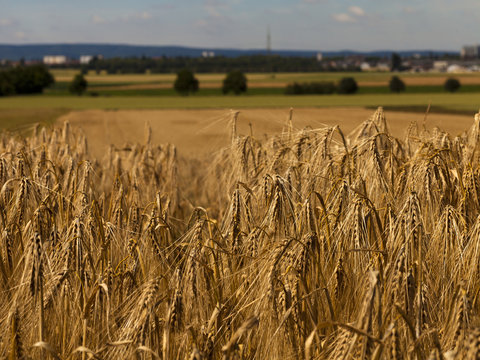Imágenes de Wintergerste: descubre bancos de fotos, ilustraciones ...