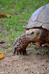 Tortoise photos, royalty-free images, graphics, vectors & videos ...