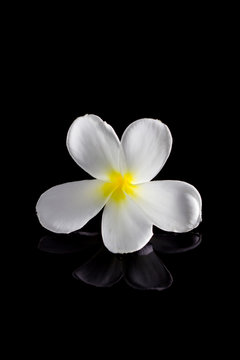 Chafa Images – Browse 57 Stock Photos, Vectors, and Video | Adobe Stock