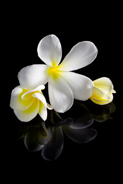 Chafa Images – Browse 57 Stock Photos, Vectors, and Video | Adobe Stock