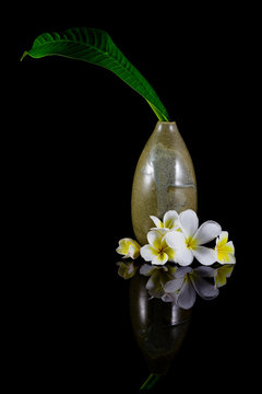 Chafa Images – Browse 57 Stock Photos, Vectors, and Video | Adobe Stock