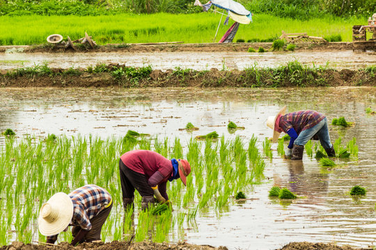 "Rice Planting" Images – Browse 2,109 Stock Photos, Vectors, and Video ...