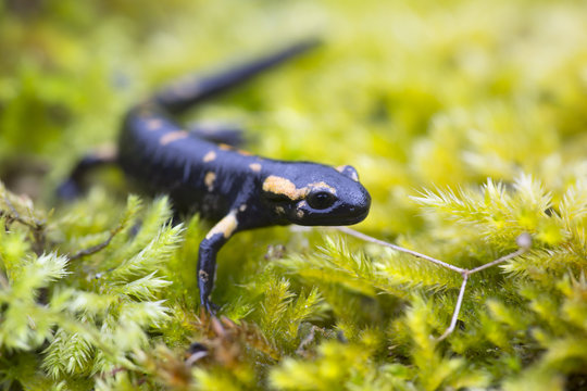 Imágenes de Urodel: descubre bancos de fotos, ilustraciones, vectores y ...