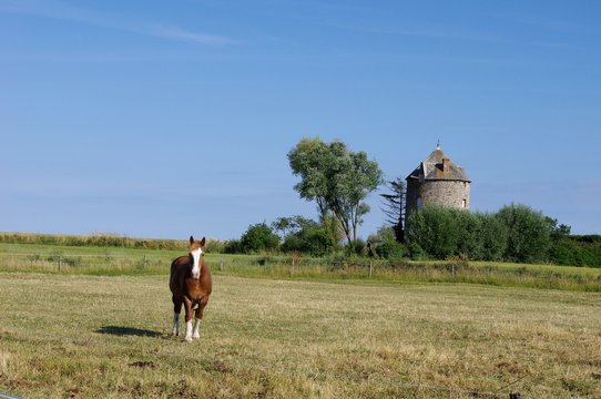 "Cheval De Labour" Immagini - Sfoglia 10 foto, vettoriali e video Stock ...