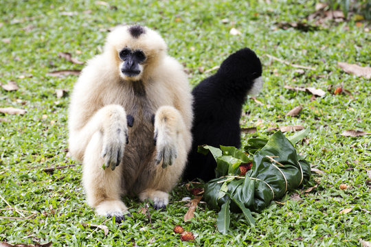 รูปภาพLar – เลือกดูภาพถ่ายสต็อก เวกเตอร์ และวิดีโอ4,942 | Adobe Stock