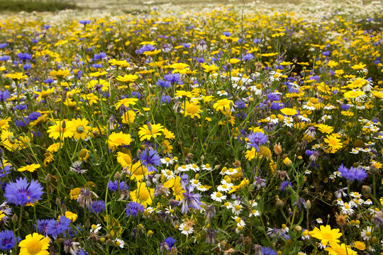 รูปภาพJuli – เลือกดูภาพถ่ายสต็อก เวกเตอร์ และวิดีโอ16,034 | Adobe Stock