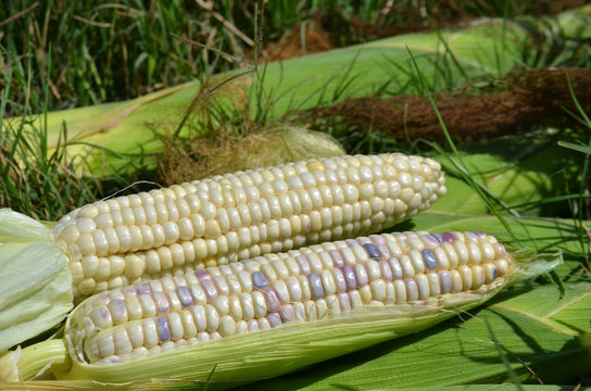 Cireux Images – Parcourir 14,476 le catalogue de photos, vecteurs et ...