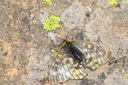 Parnassiinae Images – Browse 40 Stock Photos, Vectors, and Video ...