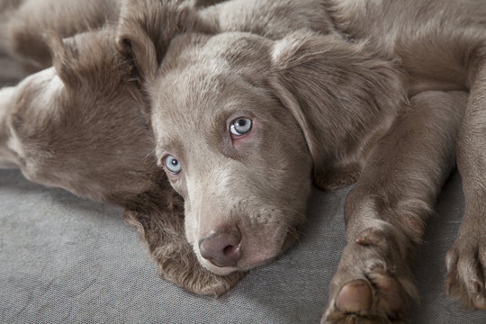 Weimaraner Husky Mix