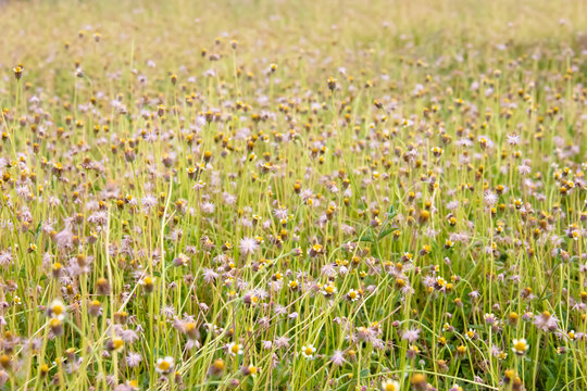 "Tridax Procumbens" Images – Browse 1,501 Stock Photos, Vectors, and ...