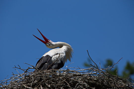 Klapperstorch-Bilder: Stock-Fotos & -Videos. | Adobe Stock