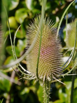 Distelarten-Bilder: Stock-Fotos & -Videos. | Adobe Stock