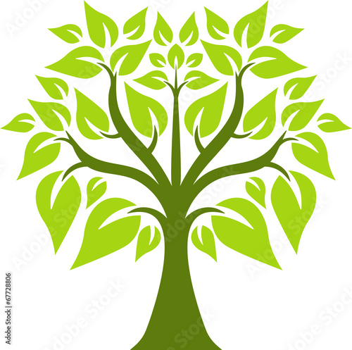 "Symmetrical young tree" Stock image and royalty-free vector files on ...