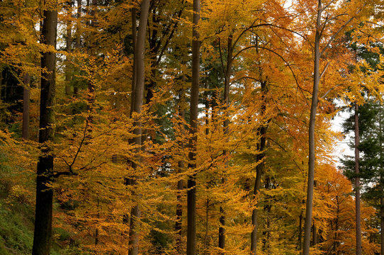 Naturwald Images – Browse 3,227 Stock Photos, Vectors, and Video ...