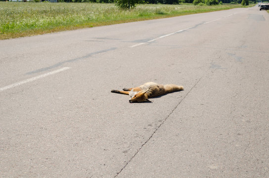 Roadkill Images – Browse 1,320 Stock Photos, Vectors, and Video | Adobe ...