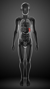 Splenic Artery Model