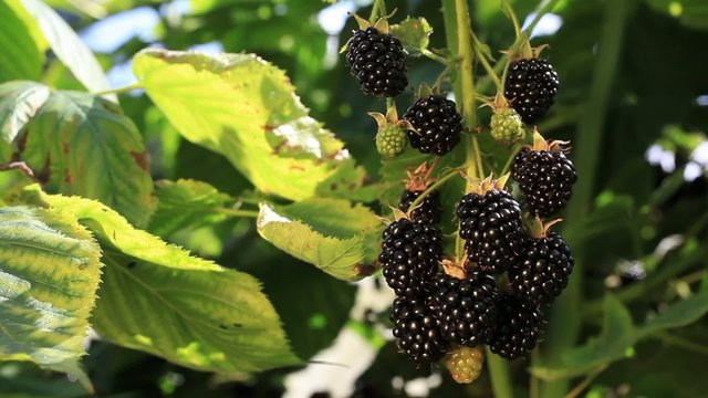 Brombeerhecke Bilder – Durchsuchen 107 Archivfotos, Vektorgrafiken und ...
