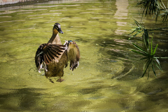 Canarde Images – Browse 3 Stock Photos, Vectors, and Video | Adobe Stock