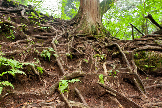 「木の根」の画像 - 1,119 件の Stock 写真、ベクターおよびビデオ | Adobe Stock