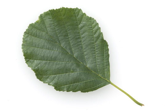 Erlen Images – Browse 6 Stock Photos, Vectors, and Video | Adobe Stock