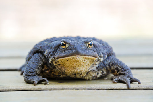 "Bufo Images – Browse 13,766 Stock Photos, Vectors, and Video | Adobe Stock