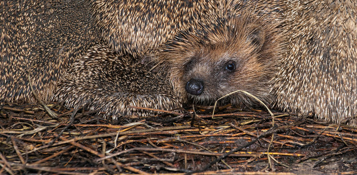 Aculei Bilder – Durchsuchen 423 Archivfotos, Vektorgrafiken und Videos ...