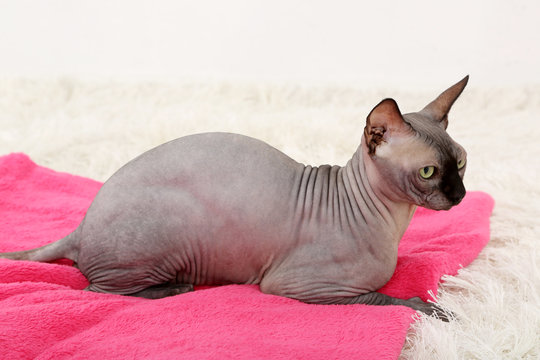 รูปภาพAtrichous – เลือกดูภาพถ่ายสต็อก เวกเตอร์ และวิดีโอ84 | Adobe Stock