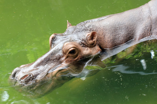 56 BEST Hippopo IMAGES, STOCK PHOTOS & VECTORS | Adobe Stock