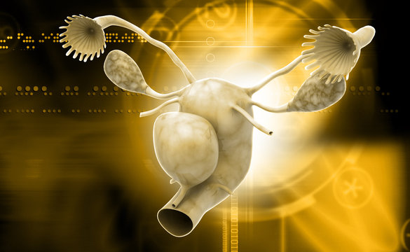 DIE 1,114 BESTEN BILDER, STOCK-FOTOS UND -VEKTORGRAFIKEN ZU „Geschlechtsorgane“ | Adobe Stock