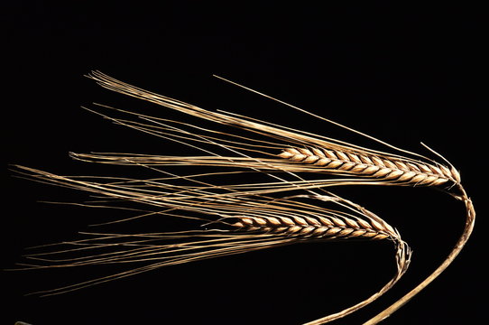 「Gerste」の画像 - 18,258 件の Stock 写真、ベクターおよびビデオ | Adobe Stock