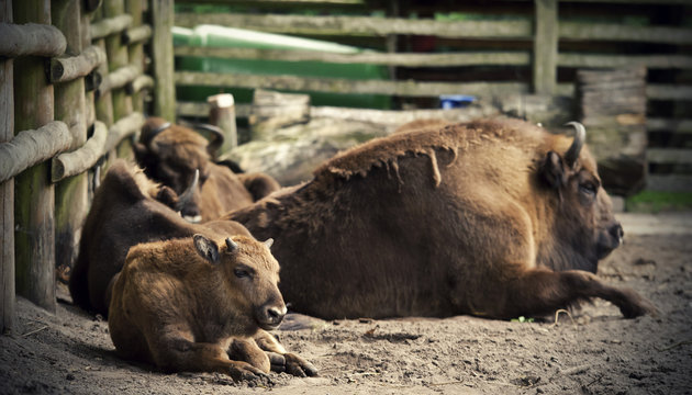 Manmal Images – Browse 53 Stock Photos, Vectors, and Video | Adobe Stock