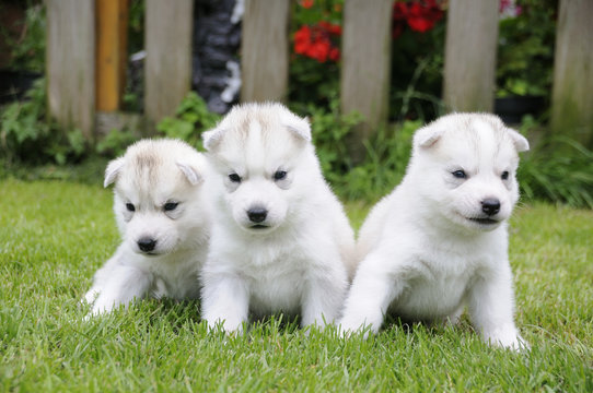 Husky-Welpe Images – Browse 53 Stock Photos, Vectors, and Video | Adobe ...