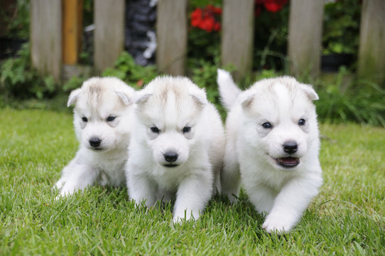 Husky-Welpe Images – Browse 53 Stock Photos, Vectors, and Video | Adobe ...