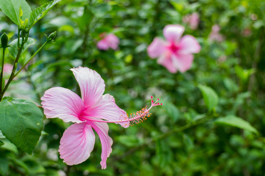 รูปภาพFolwer – เลือกดูภาพถ่ายสต็อก เวกเตอร์ และวิดีโอ235 | Adobe Stock