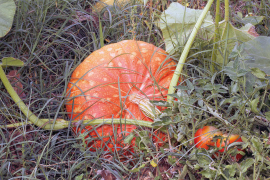 Calabacera Images – Browse 30 Stock Photos, Vectors, and Video | Adobe ...