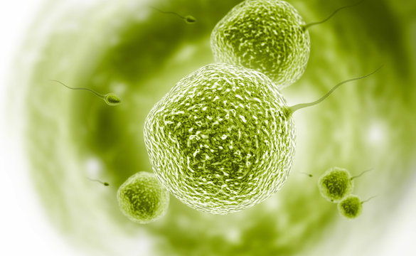 Ovulum Bilder – Durchsuchen 7,397 Archivfotos, Vektorgrafiken und ...