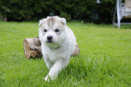 Husky-Welpe Images – Browse 53 Stock Photos, Vectors, and Video | Adobe ...