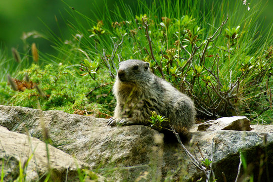 Imagens de Topolone – Explore Fotografias do Stock, Vetores e Vídeos de ...