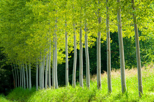 Pioppi Images – Browse 1,193 Stock Photos, Vectors, and Video | Adobe Stock