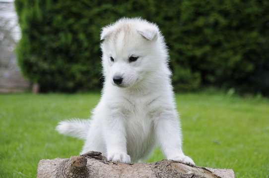 Husky-Welpe Images – Browse 53 Stock Photos, Vectors, and Video | Adobe ...