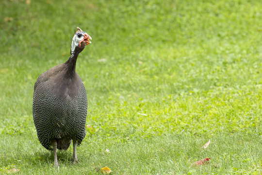 Fasane Images – Browse 195 Stock Photos, Vectors, and Video | Adobe Stock